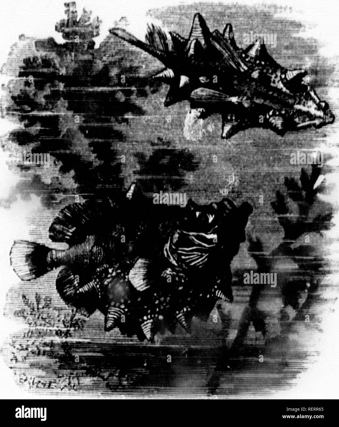 Madeira reptiles Black and White Stock Photos & Images - Alamy