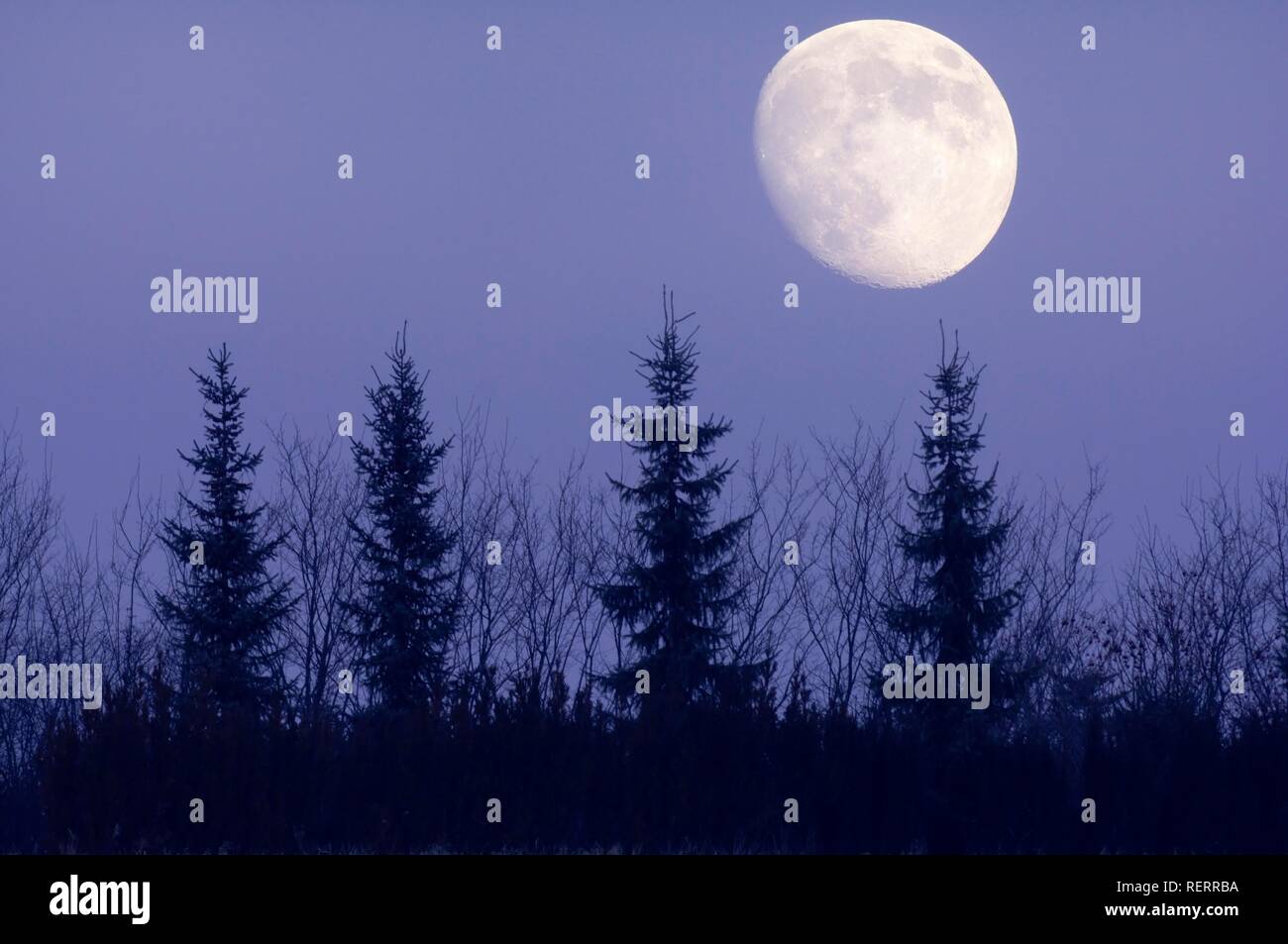 Moon with trees hi-res stock photography and images - Alamy