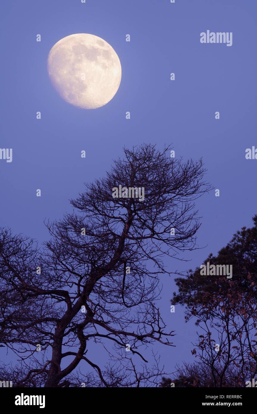 Moon behind trees, Germany Stock Photo - Alamy
