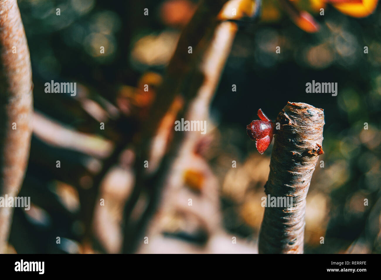 Sideways growing tree hi-res stock photography and images - Alamy