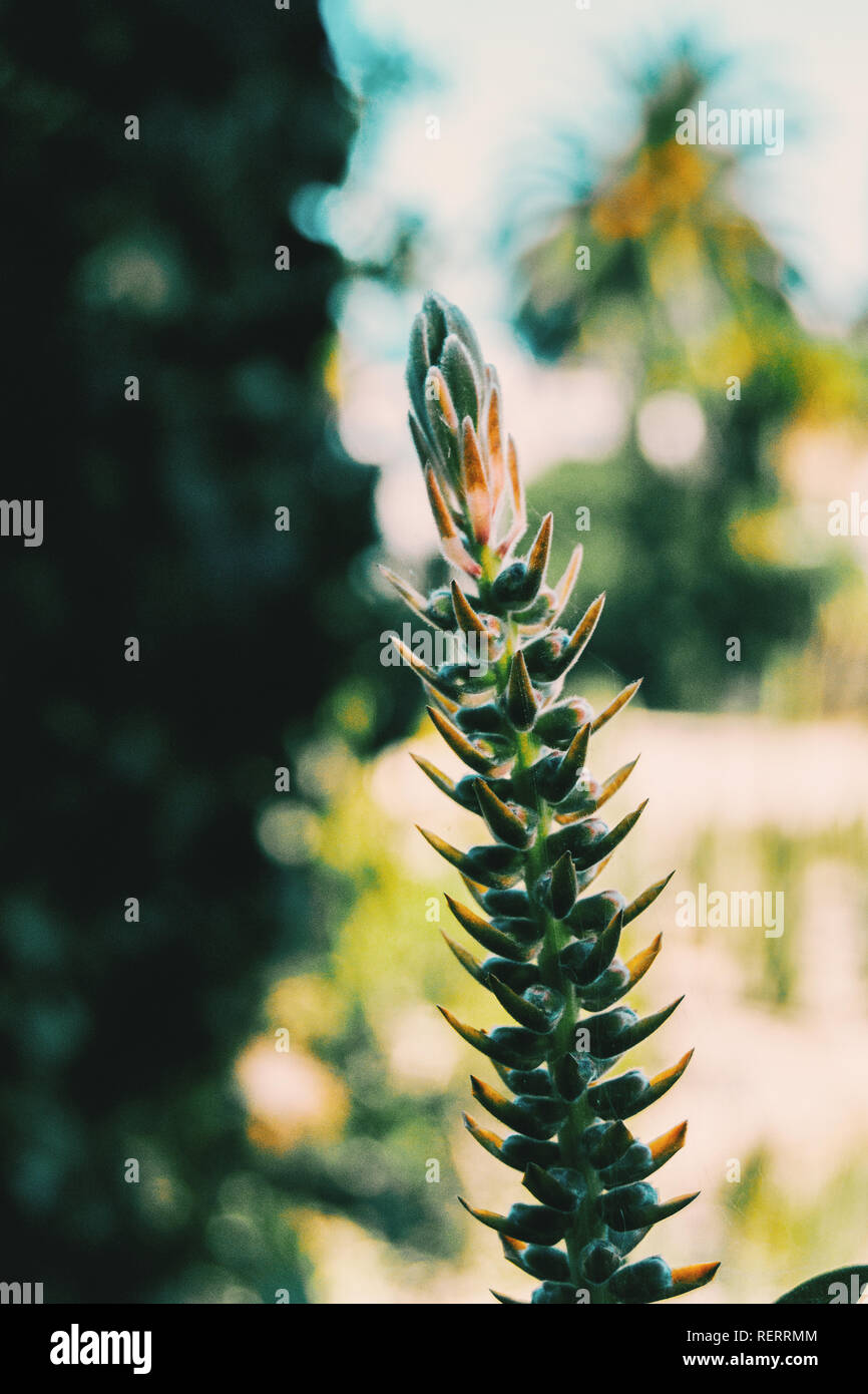 A spiky plant growing up in nature Stock Photo - Alamy