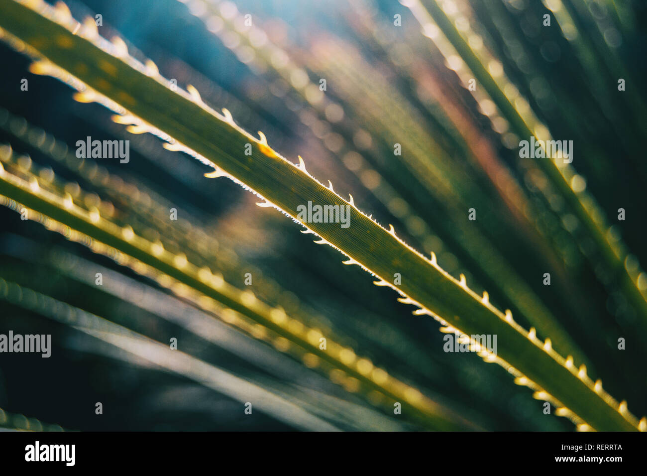 Close-up of a plant's leaf with serrated edge illuminated by sunlight ...
