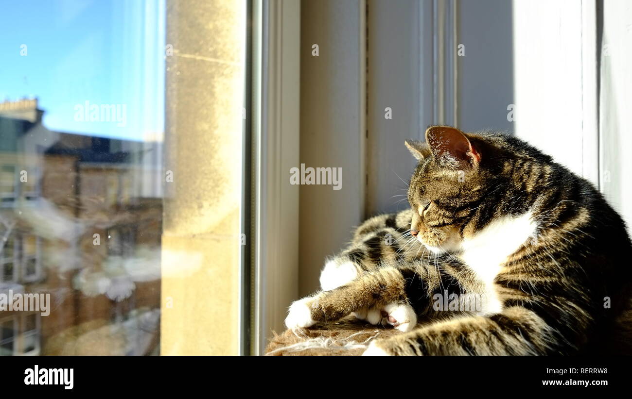 Wise companion hi-res stock photography and images - Alamy