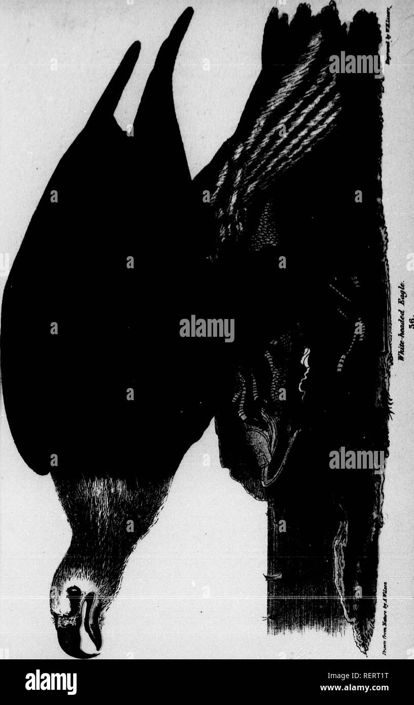 Faloo hi-res stock photography and images - Alamy