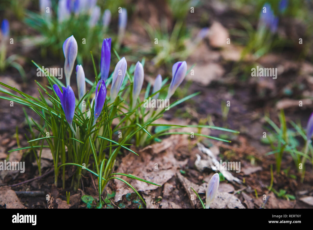 Purple Snowdrops High Resolution Stock Photography and Images - Alamy
