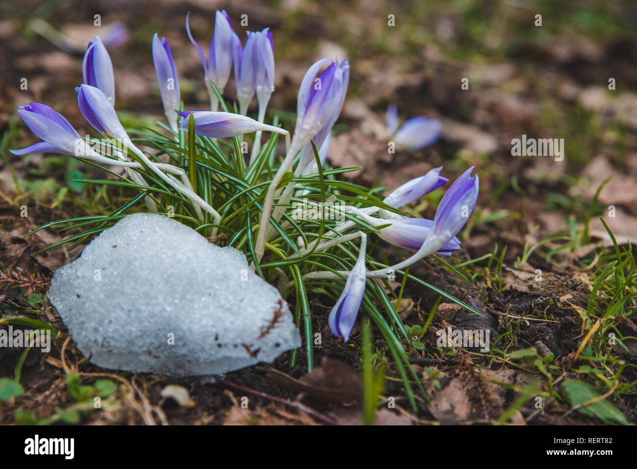blooming purple snowdrops close up. spring is coming Stock Photo - Alamy