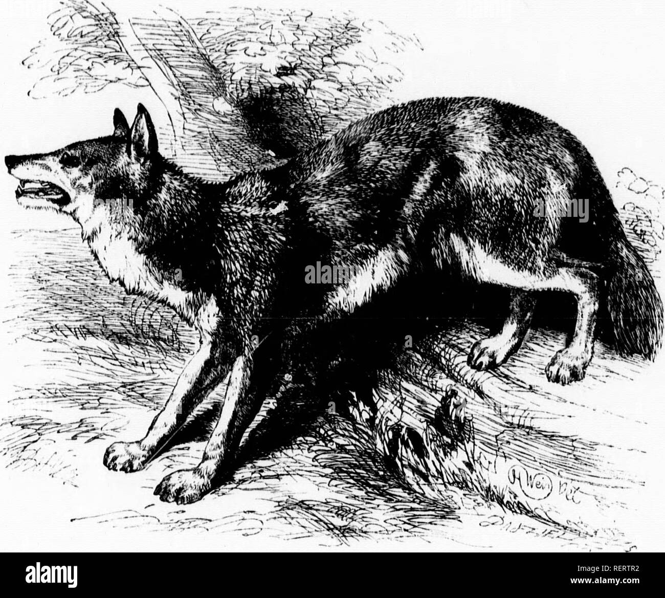 White Dhole