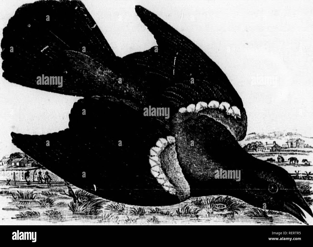 . A manual of the ornithology of the United States and of Canada ...