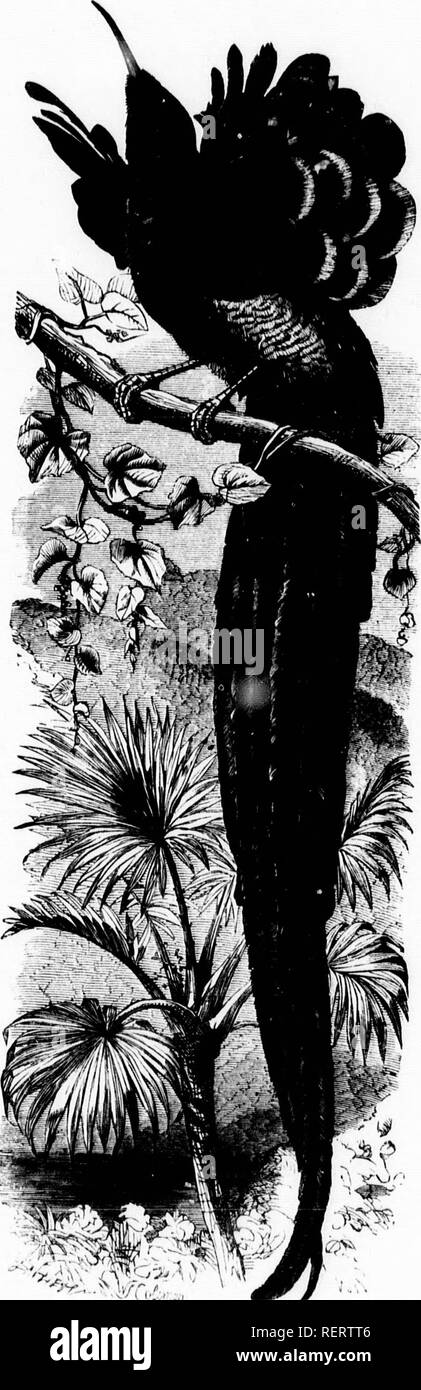 Blue appendage Black and White Stock Photos & Images - Alamy