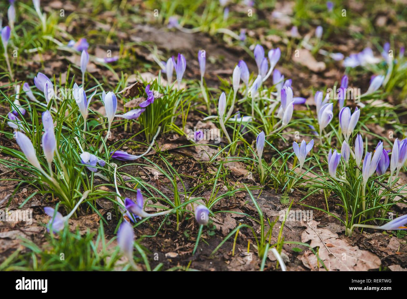 blooming purple snowdrops close up. spring is coming Stock Photo - Alamy