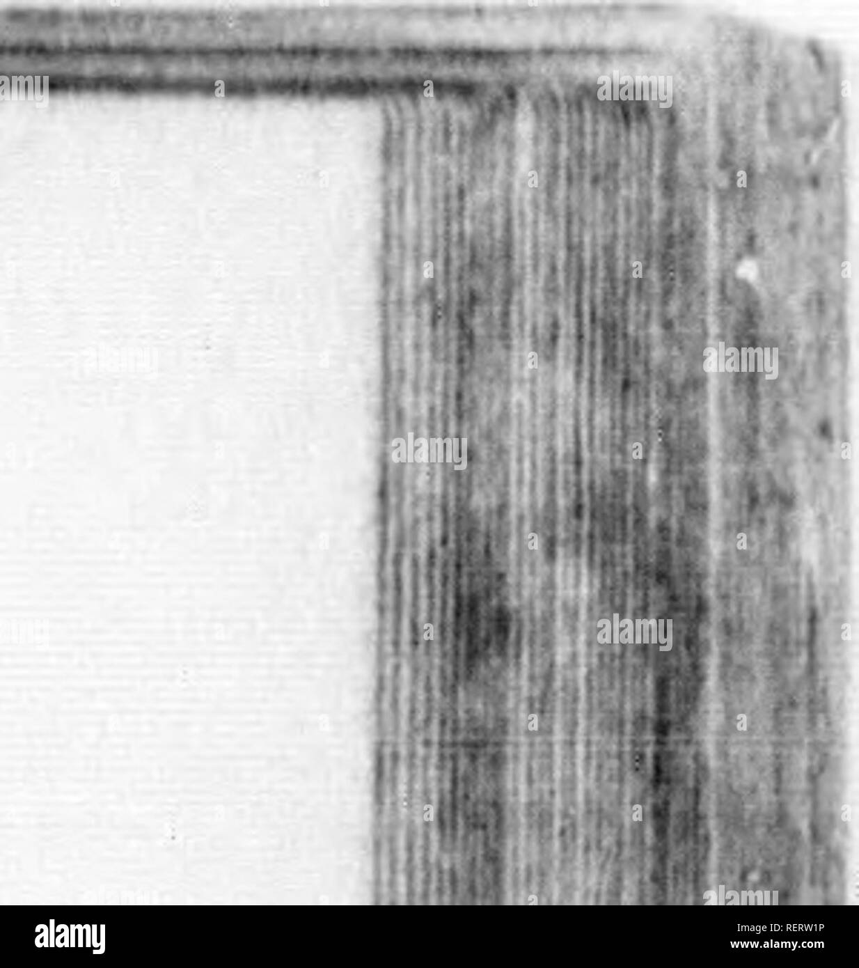 Large red tailed hawk Black and White Stock Photos & Images - Alamy