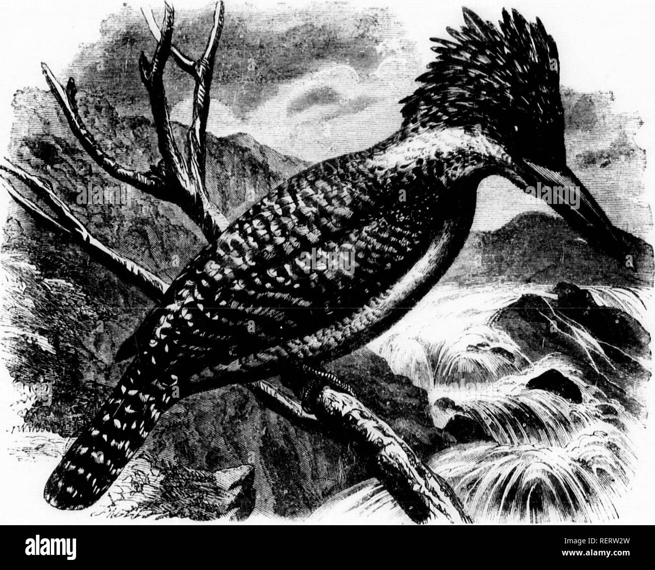 Burrow nesting Black and White Stock Photos & Images - Alamy