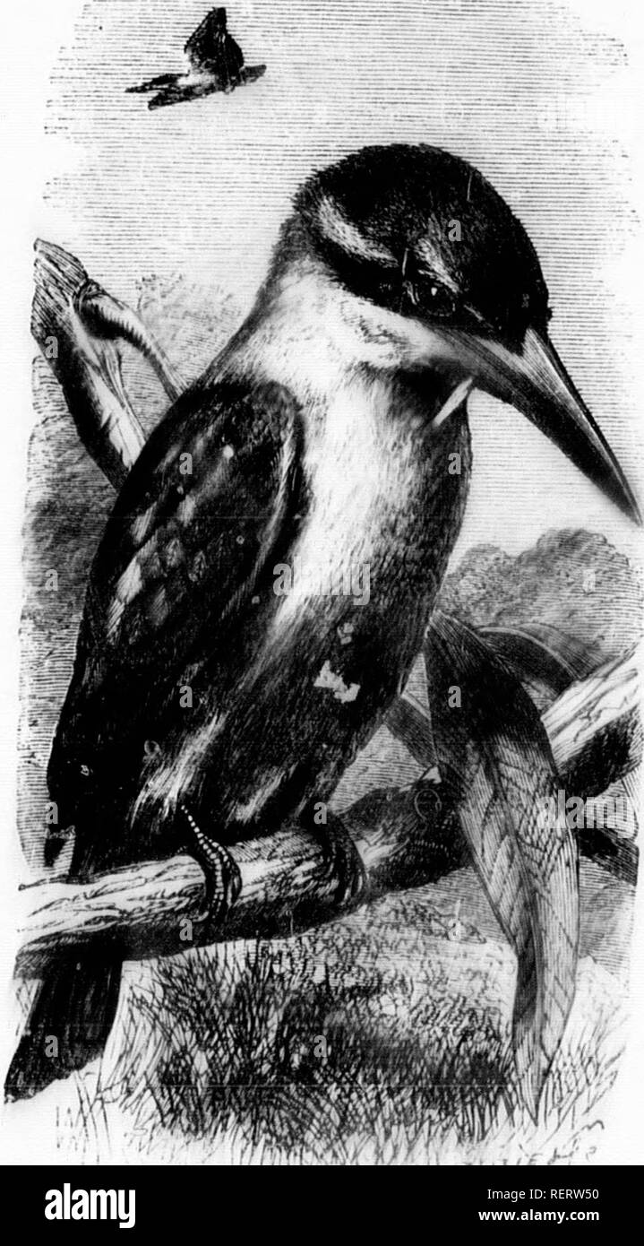 Genus halcyon hi-res stock photography and images - Alamy