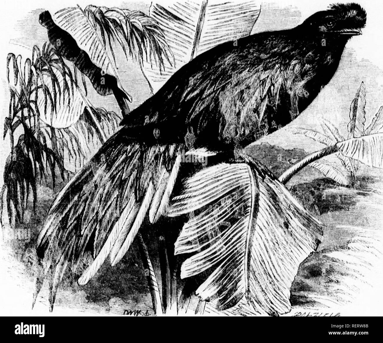 Birds of malabar Black and White Stock Photos & Images - Alamy