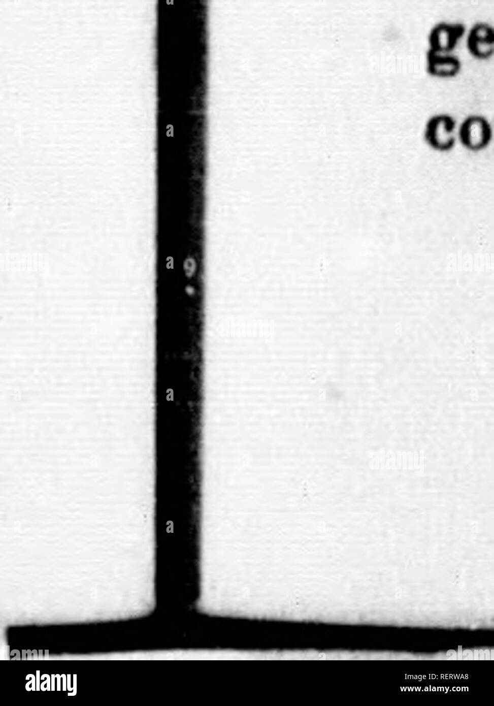 Vagrant species Black and White Stock Photos & Images - Alamy