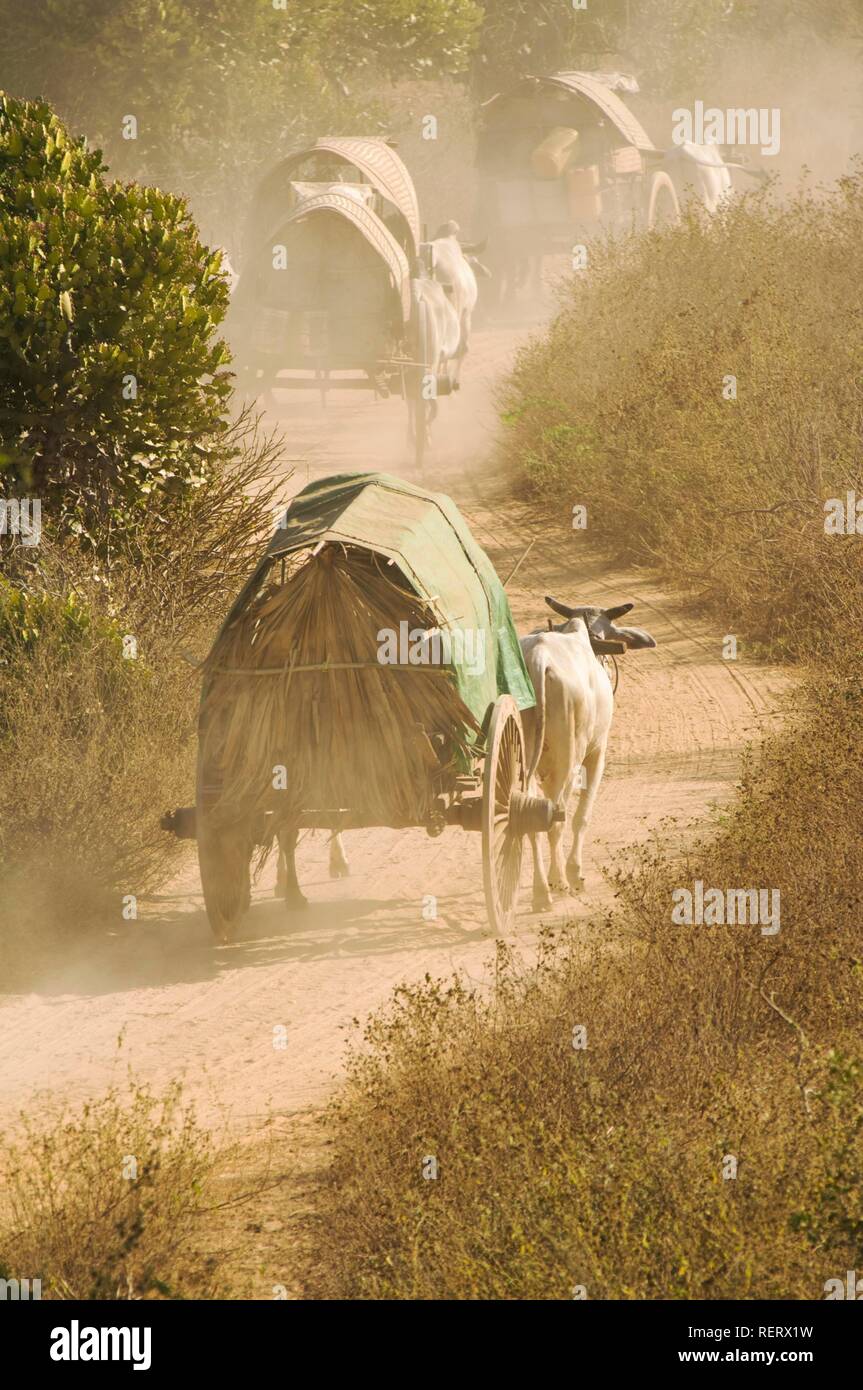 Ox carriages on a dusty road, Bagan, Burma, Myanmar, Southeast Asia ...
