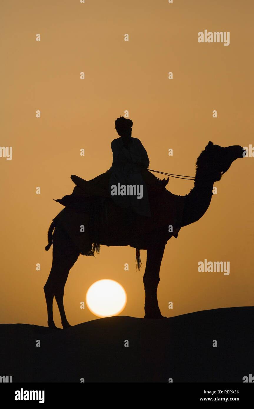 Fauna of the thar desert hi-res stock photography and images - Alamy