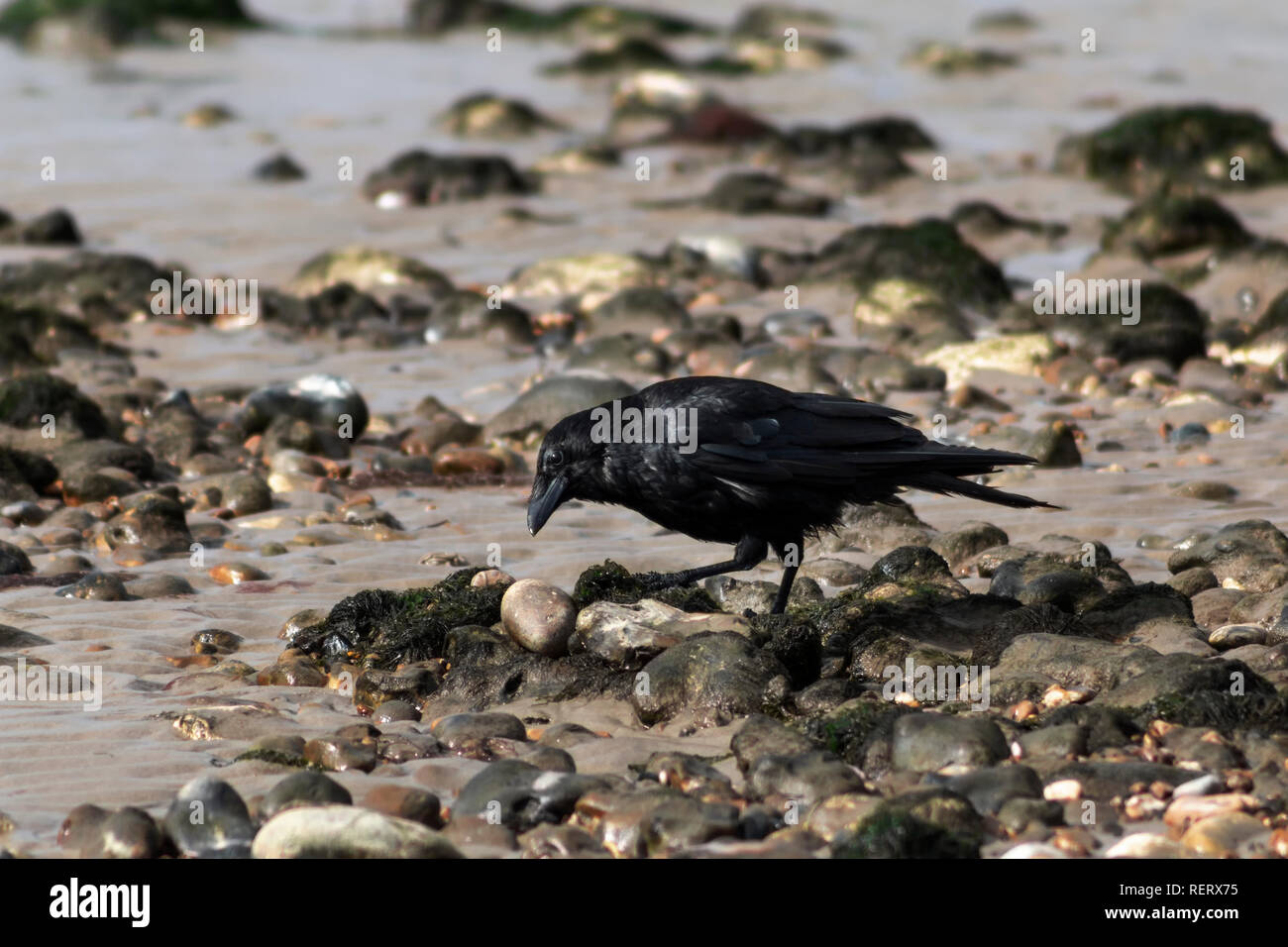 Black crow on beach hi-res stock photography and images - Alamy