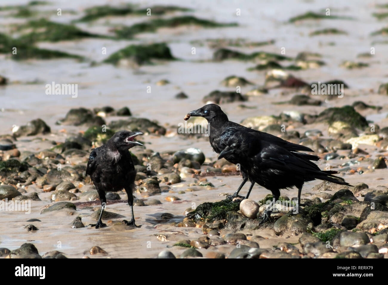 Crows on the beach in the UK. Adult crow with a snail in its bill ...