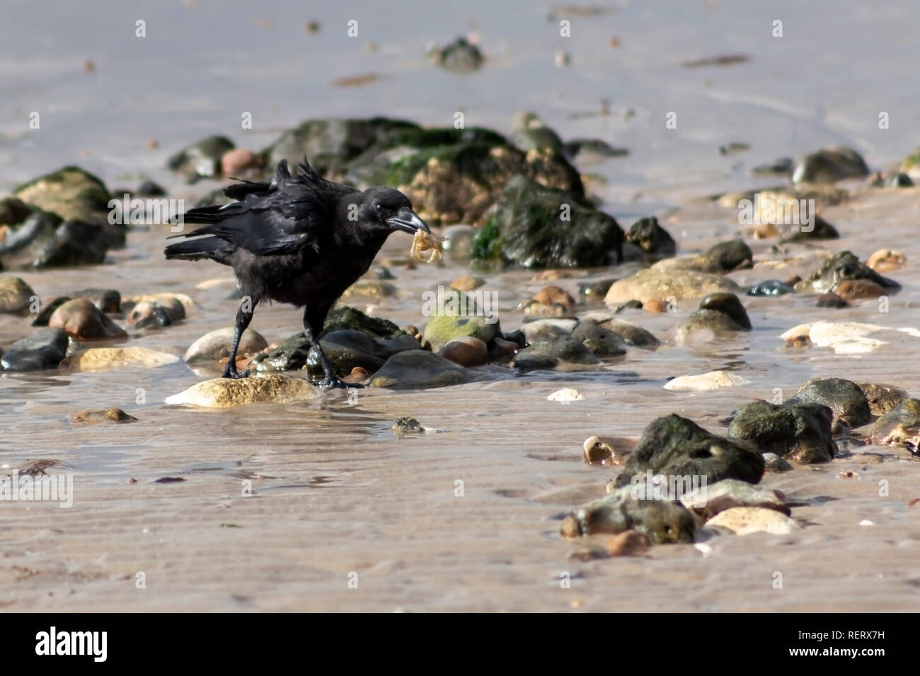 Crow behaviour hi-res stock photography and images - Alamy