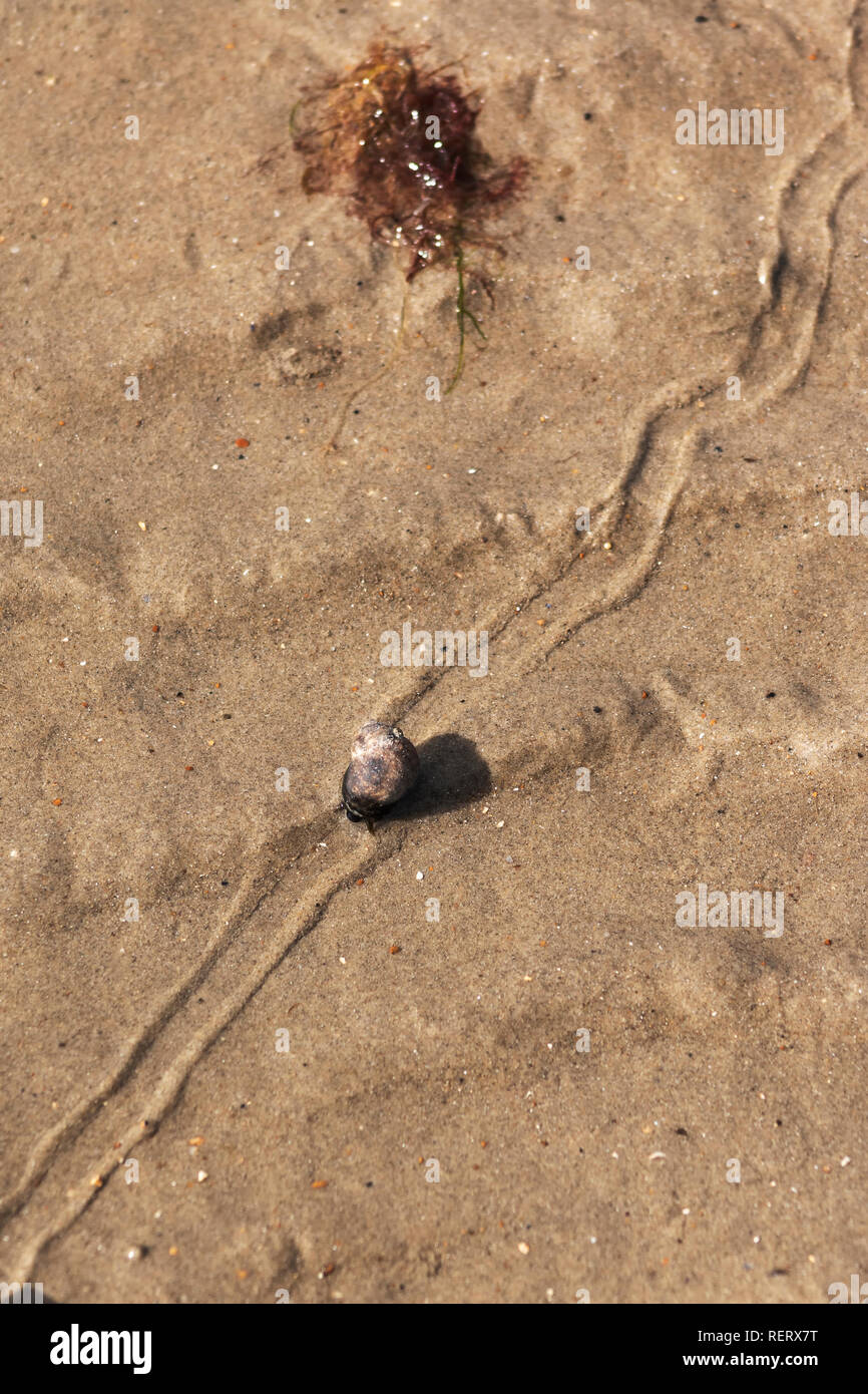 Sea snail leaving a trail in the sand on the beach in the UK Stock ...