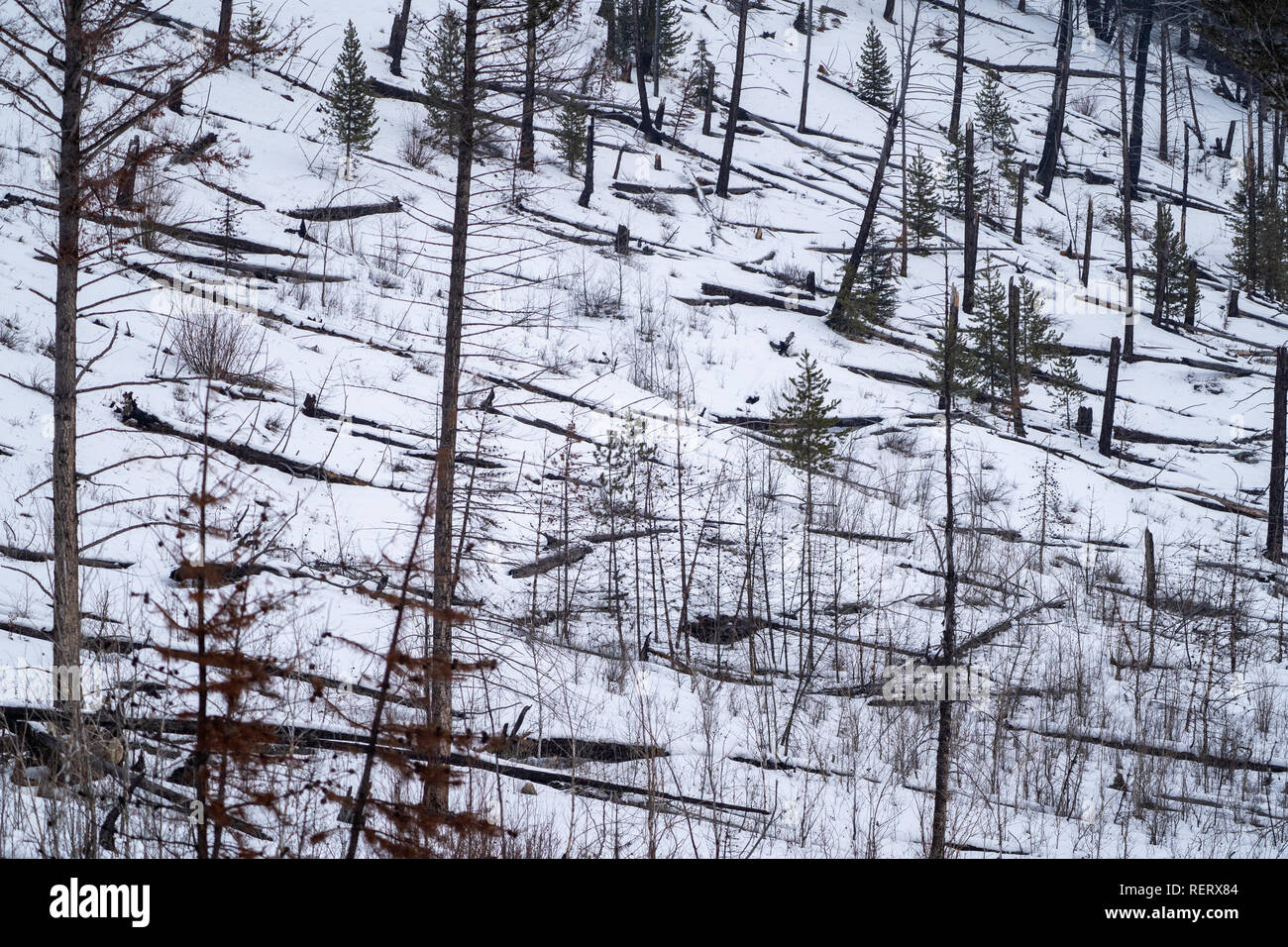 Winter scene of burned trees, remnants of the Sawback Prescribed Burn ...
