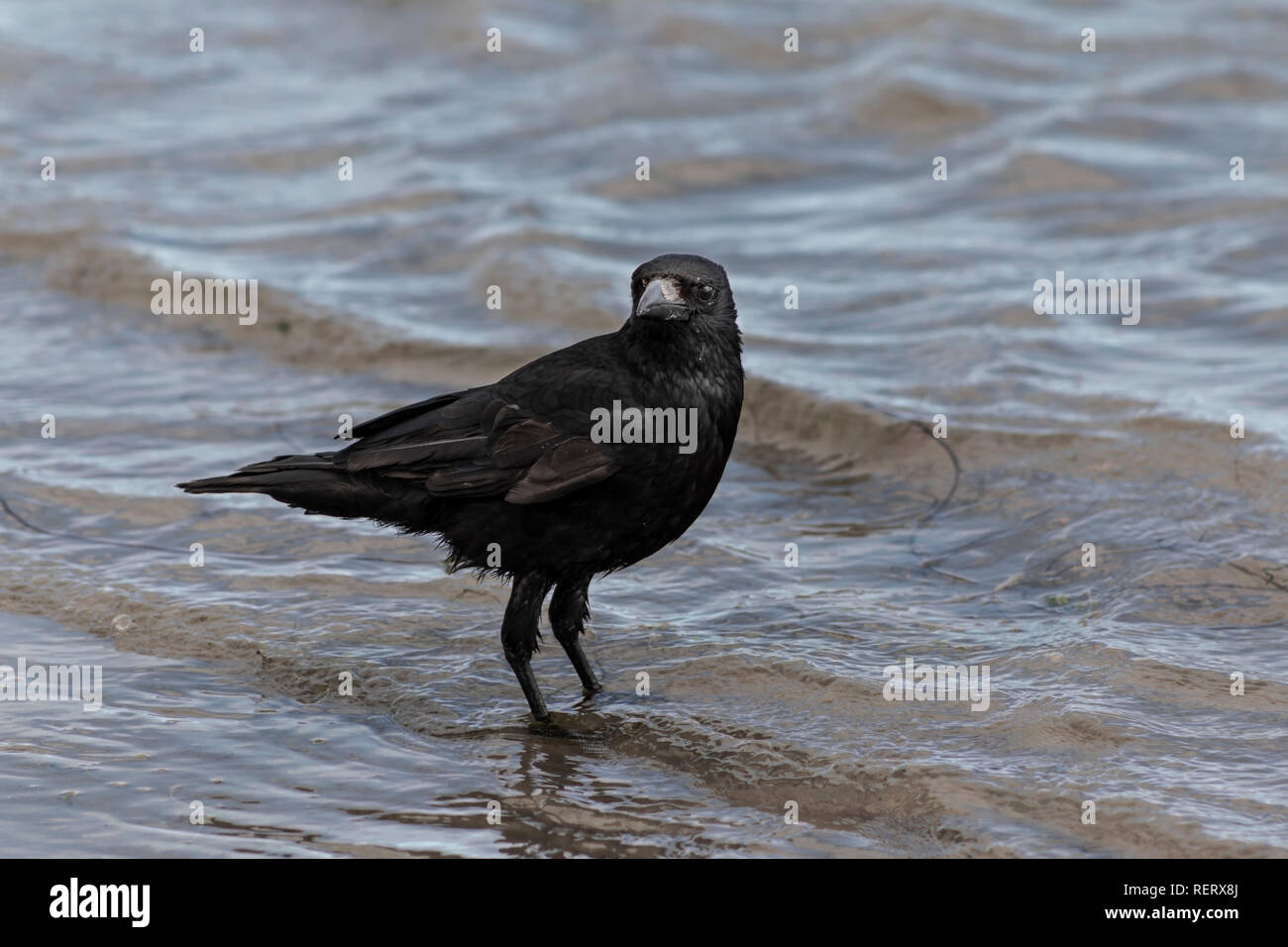 Crow on the beach in the UK Stock Photo - Alamy