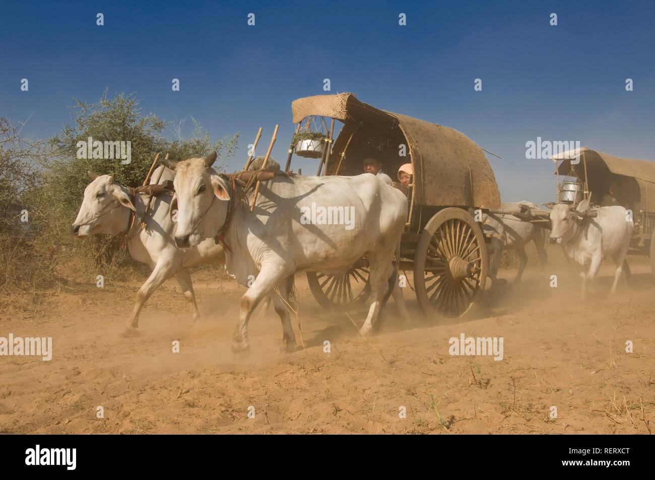 Ox carriages on a dusty road, Bagan, Myanmar, Burma, Southeast Asia ...