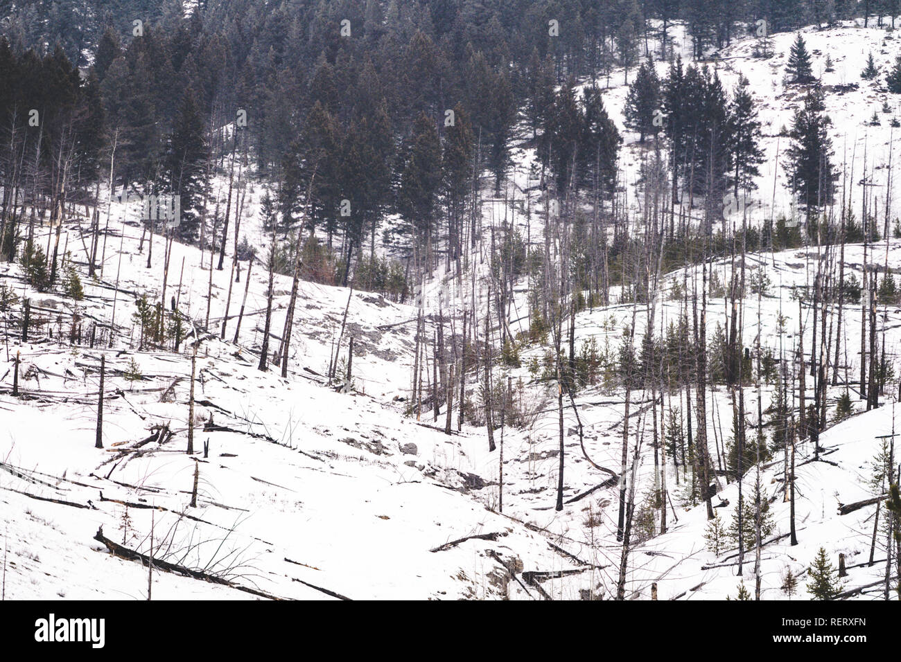 Winter scene of burned trees, remnants of the Sawback Prescribed Burn ...