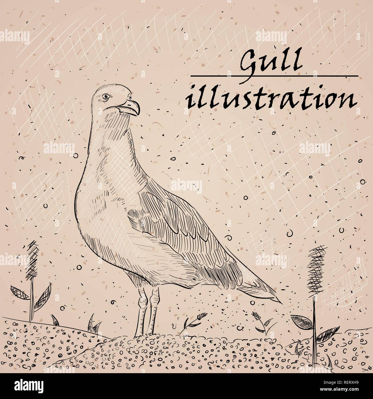 Gull ink illustration on the white background Stock Vector Image & Art ...