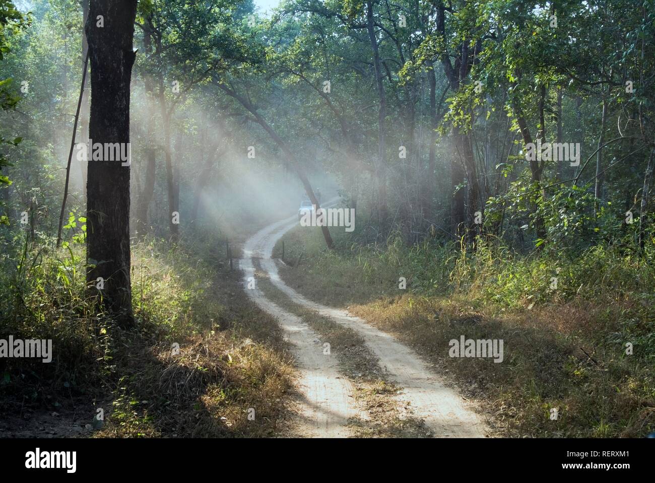 Forest, Kanha National Park, Madhya Pradesh, India, South Asia Stock ...