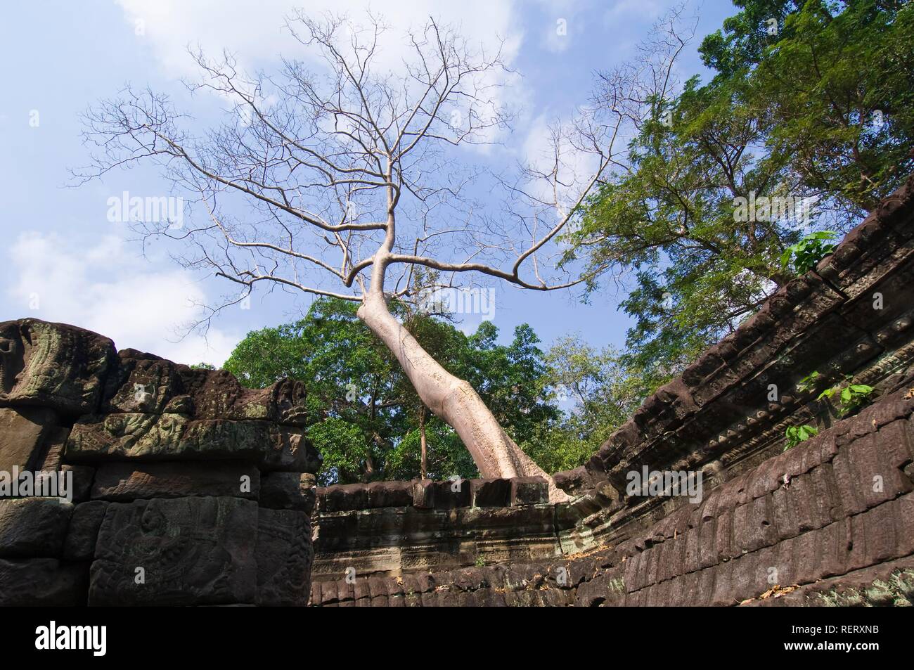 Kapok tree in the ruins, Preah Khan Temple, Angkor, UNESCO World ...