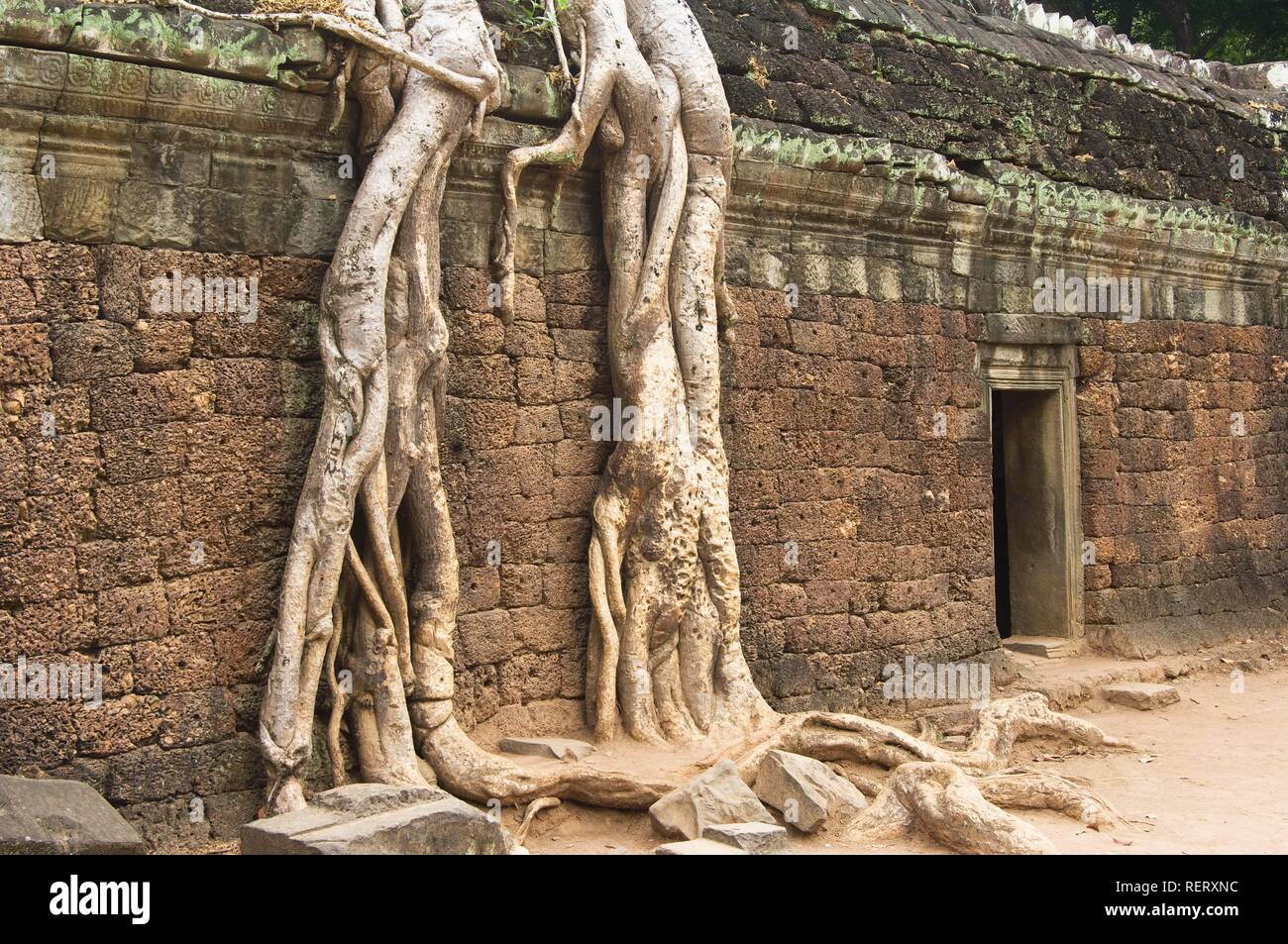 Kapok tree unesco hi-res stock photography and images - Alamy