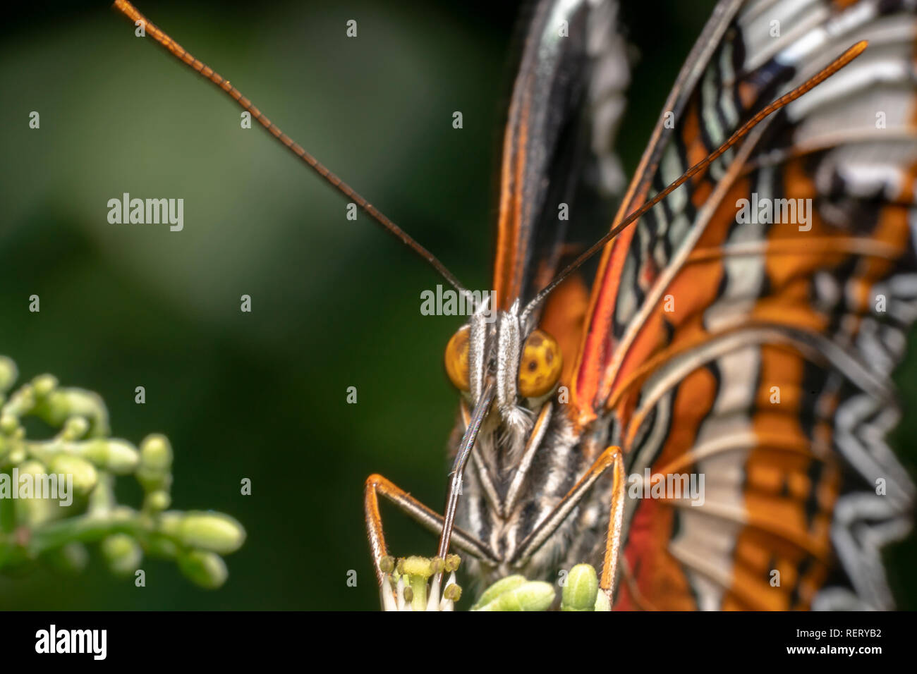 Leopard Lacewing (Cethosia-cyane) Orange white and black beautiful ...