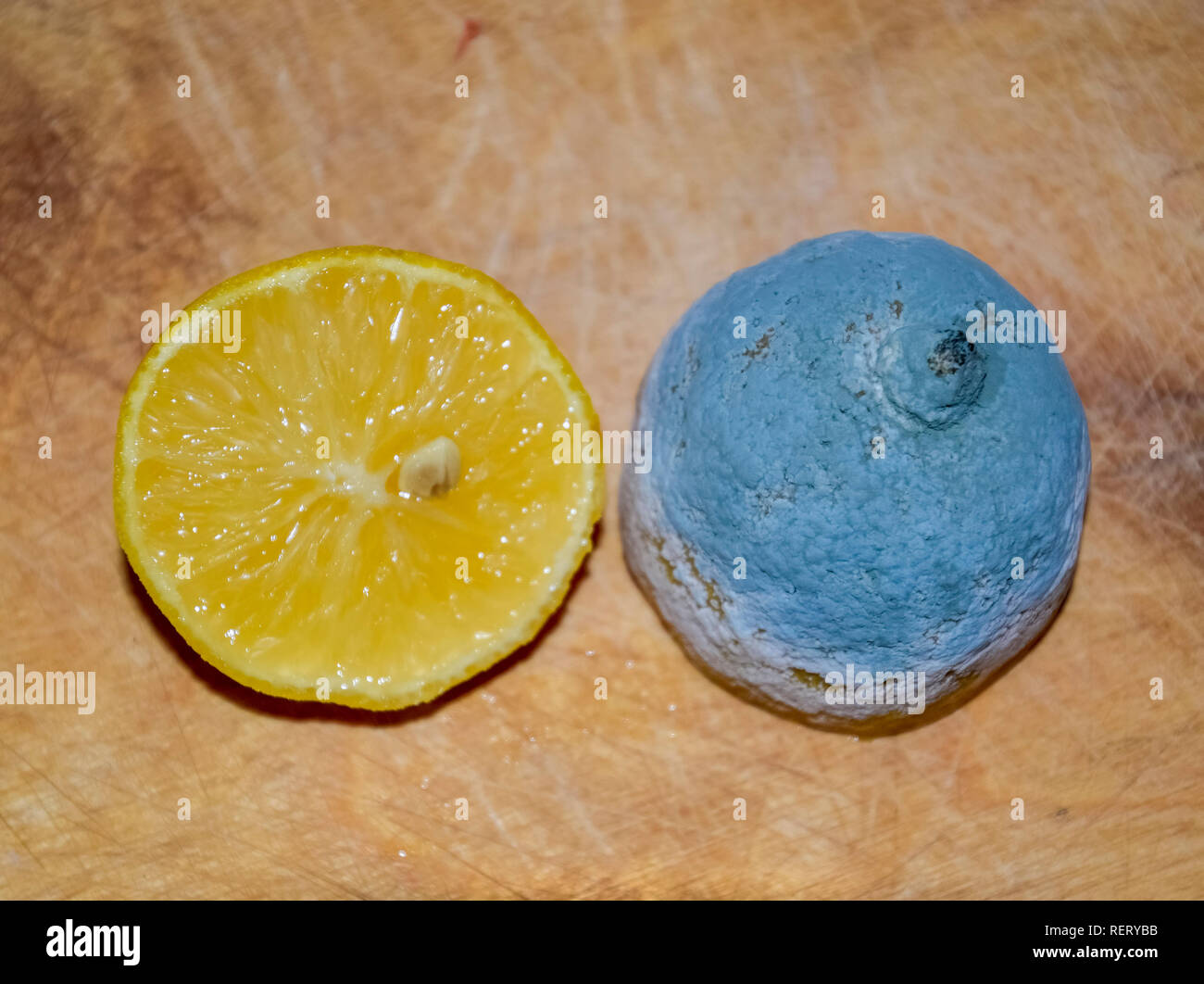 Lemon fruit, normal and diseased gray mold. Lemon Fruit Rotting Stock ...
