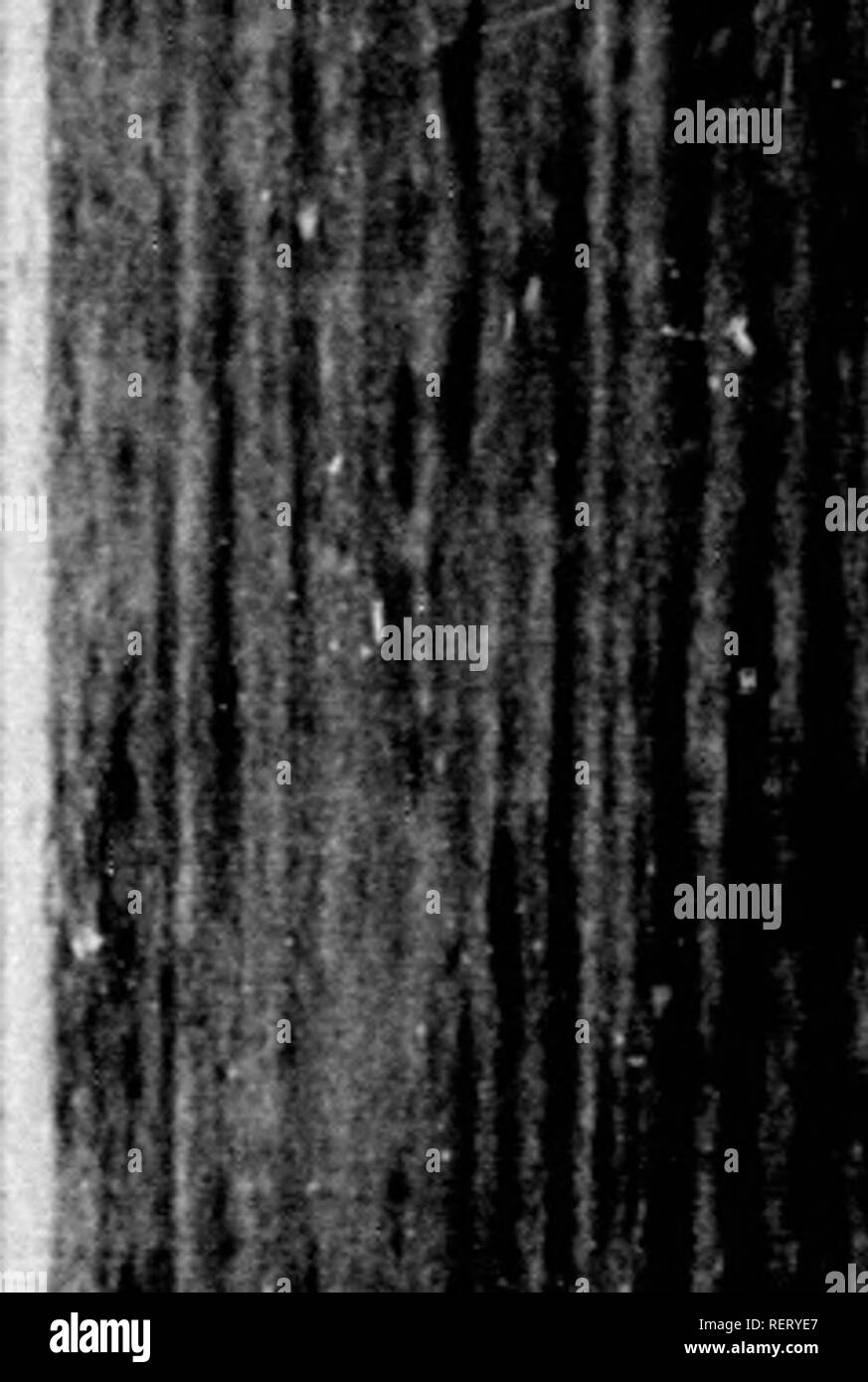 Blood bark Black and White Stock Photos & Images - Alamy