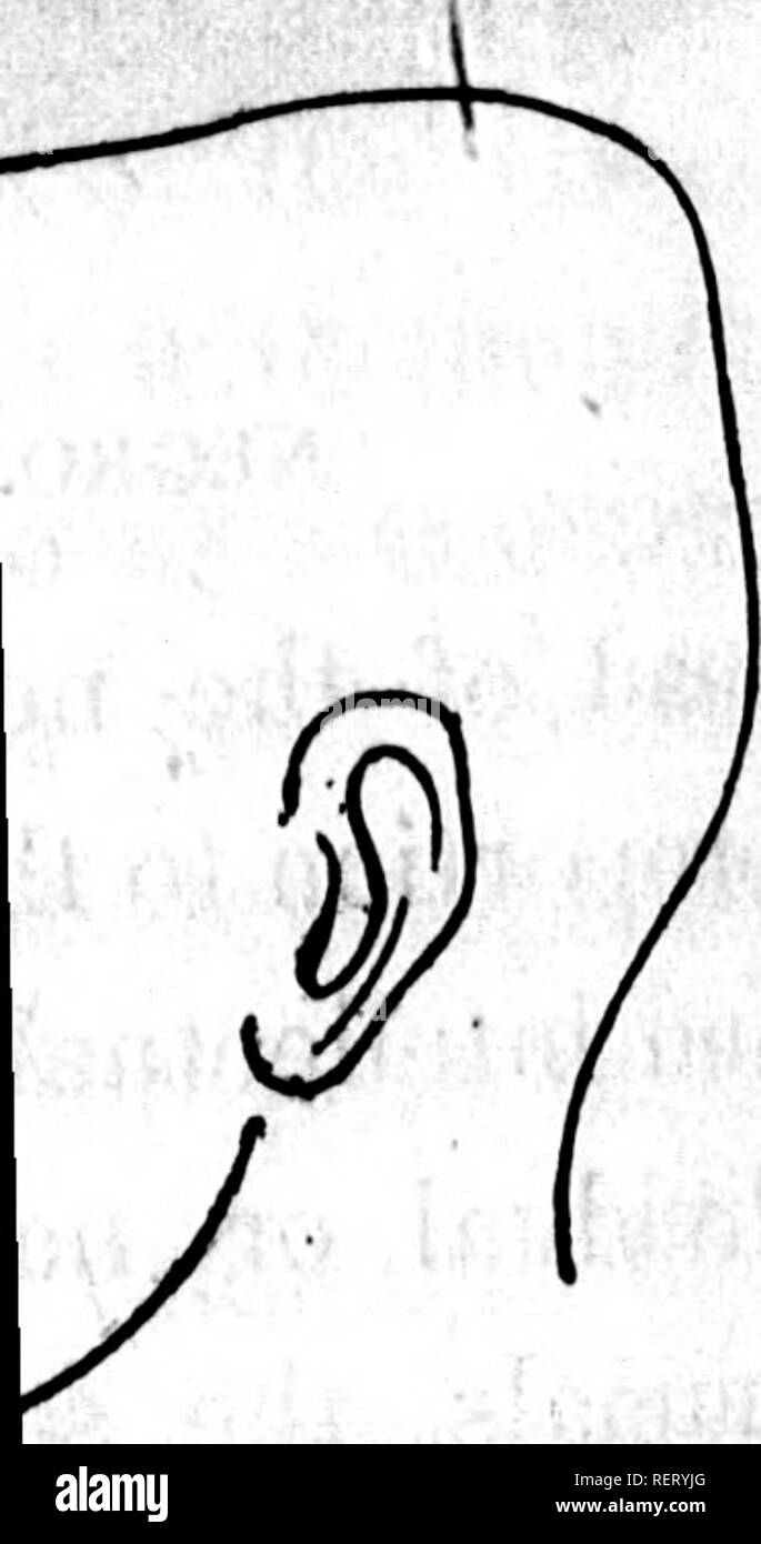 Cheetah Digestive System Diagram Lion Digestive System Diagr