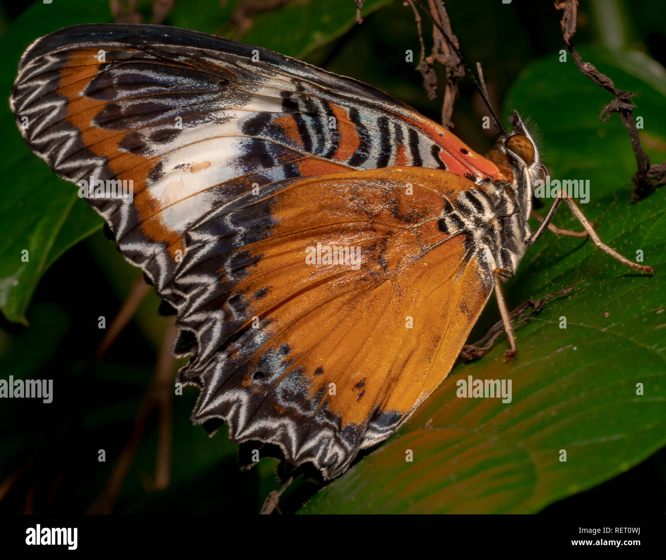 Leopard Lacewing (Cethosia-cyane) Orange white and black beautiful ...