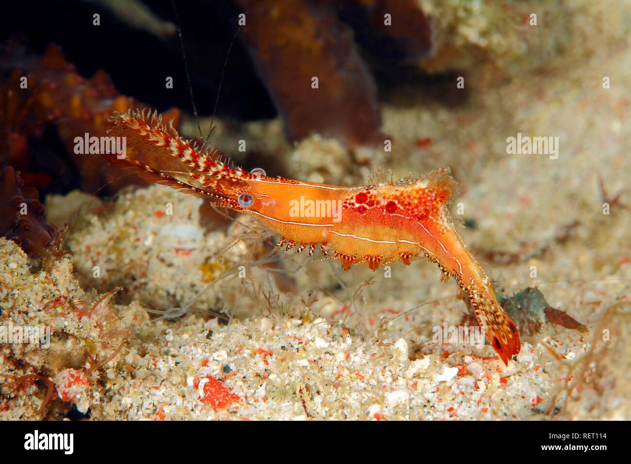 Leander Plumosus High Resolution Stock Photography and Images - Alamy