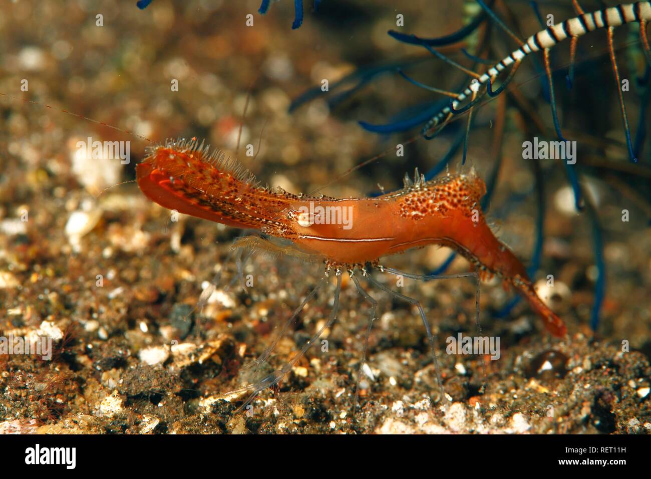 Leander Plumosus High Resolution Stock Photography and Images - Alamy