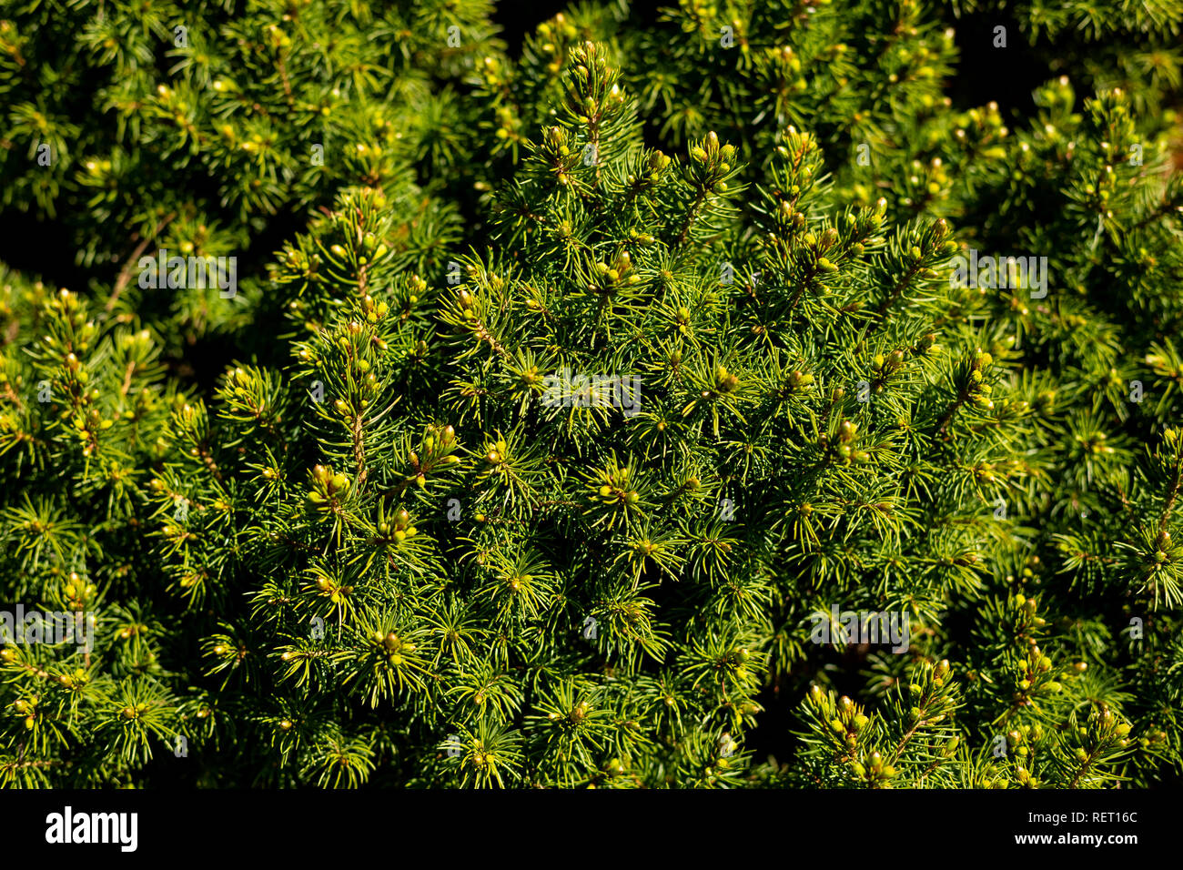 Thuja Evergreen Pine Tree Branch Close. Coniferous Green Wood ...