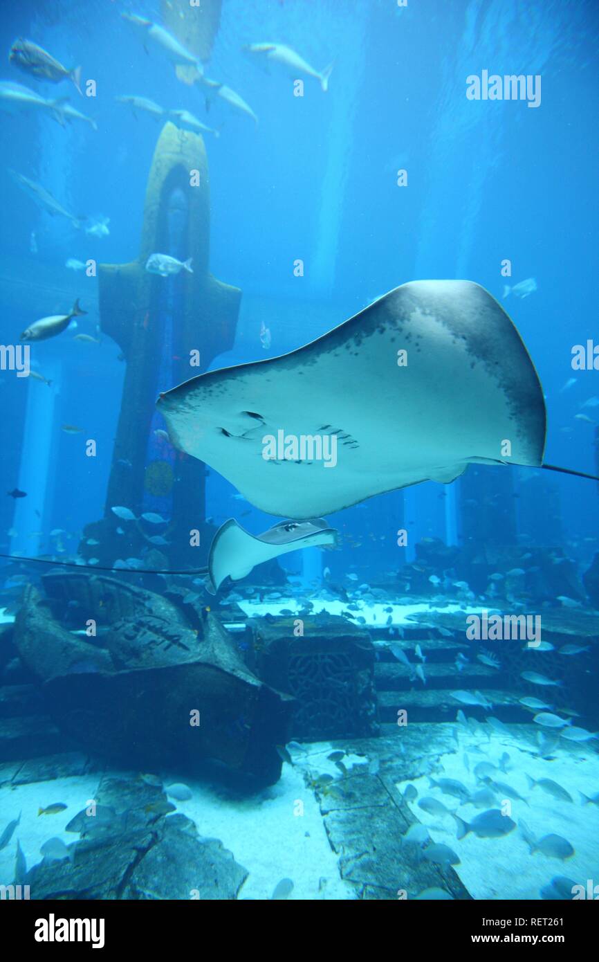 View from East Tower Lobby into the Ambassador Lagoon, an 11 million ...