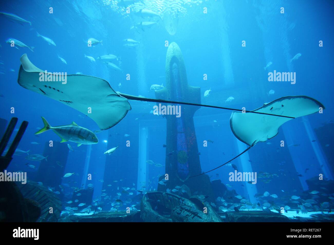 View from East Tower Lobby into the Ambassador Lagoon, an 11 million ...