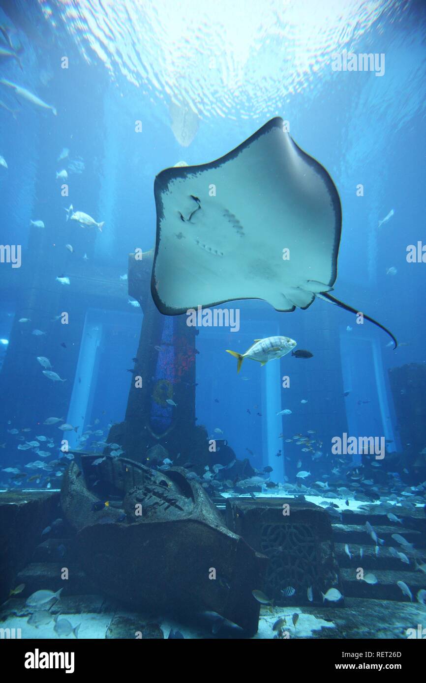 View from East Tower Lobby into the Ambassador Lagoon, an 11 million ...
