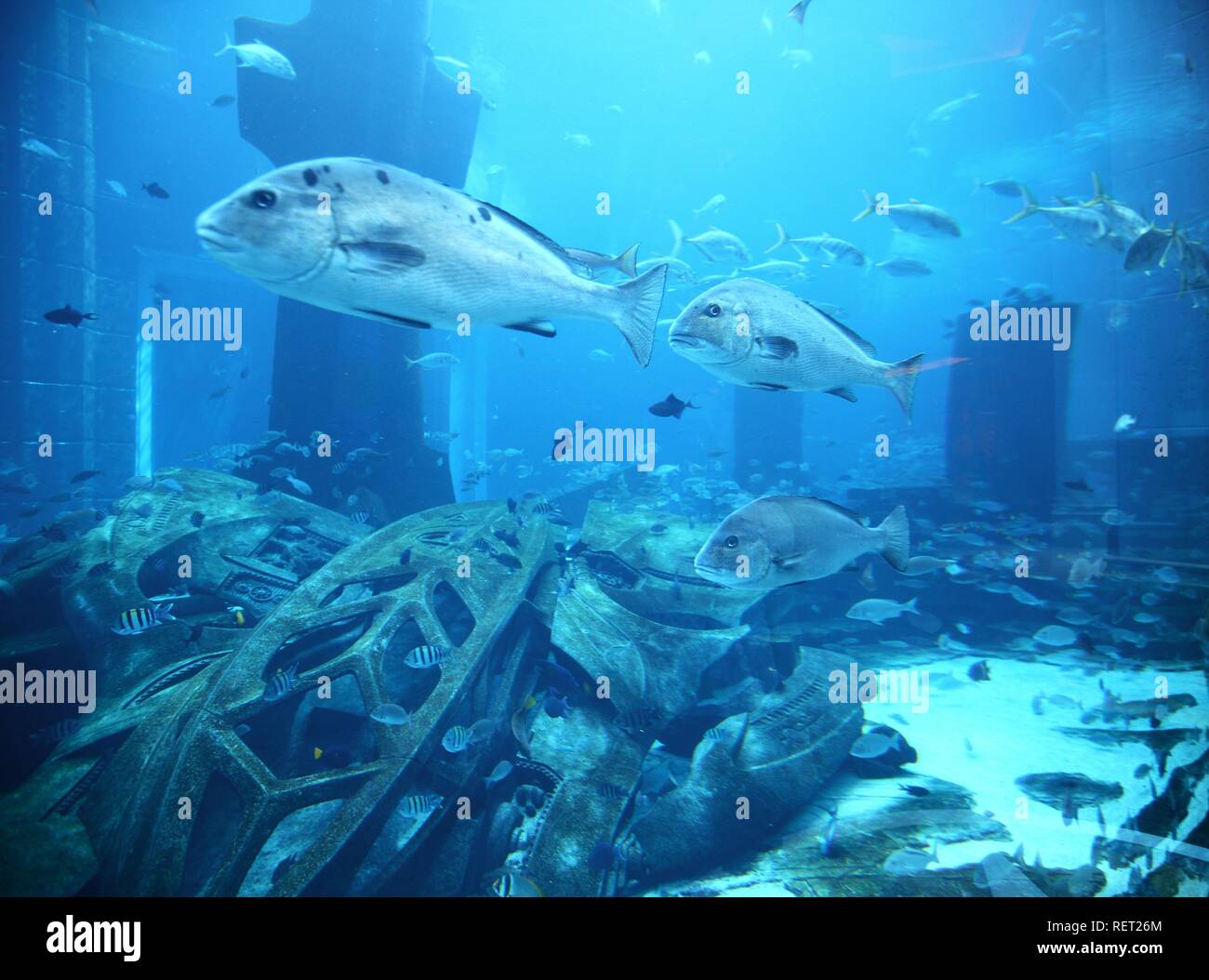 View from East Tower Lobby into the Ambassador Lagoon, an 11 million ...