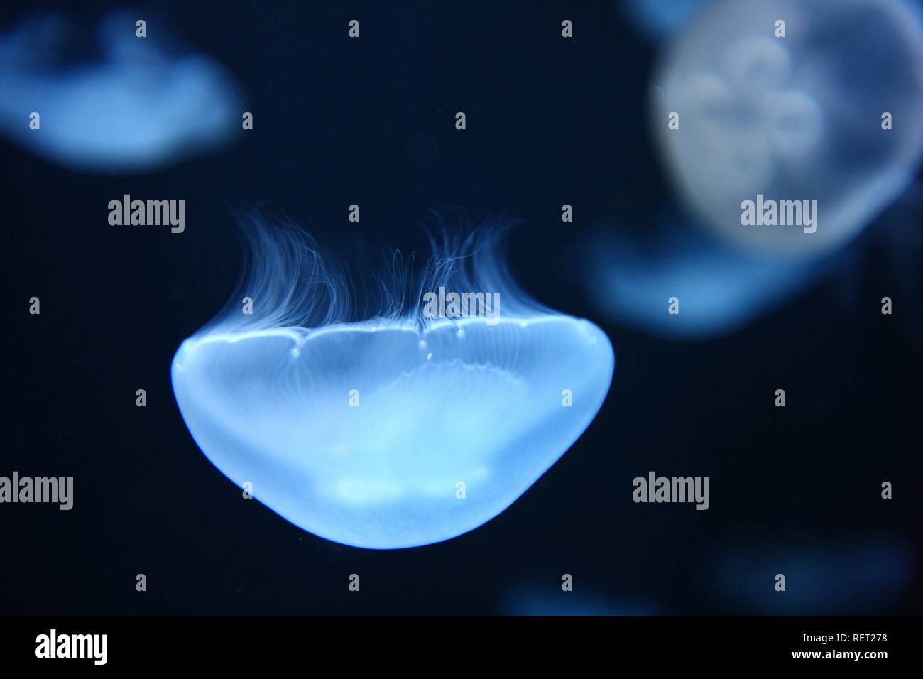 Jelly fish in The Lost Chambers, Atlantis Adventure Park, part of the ...