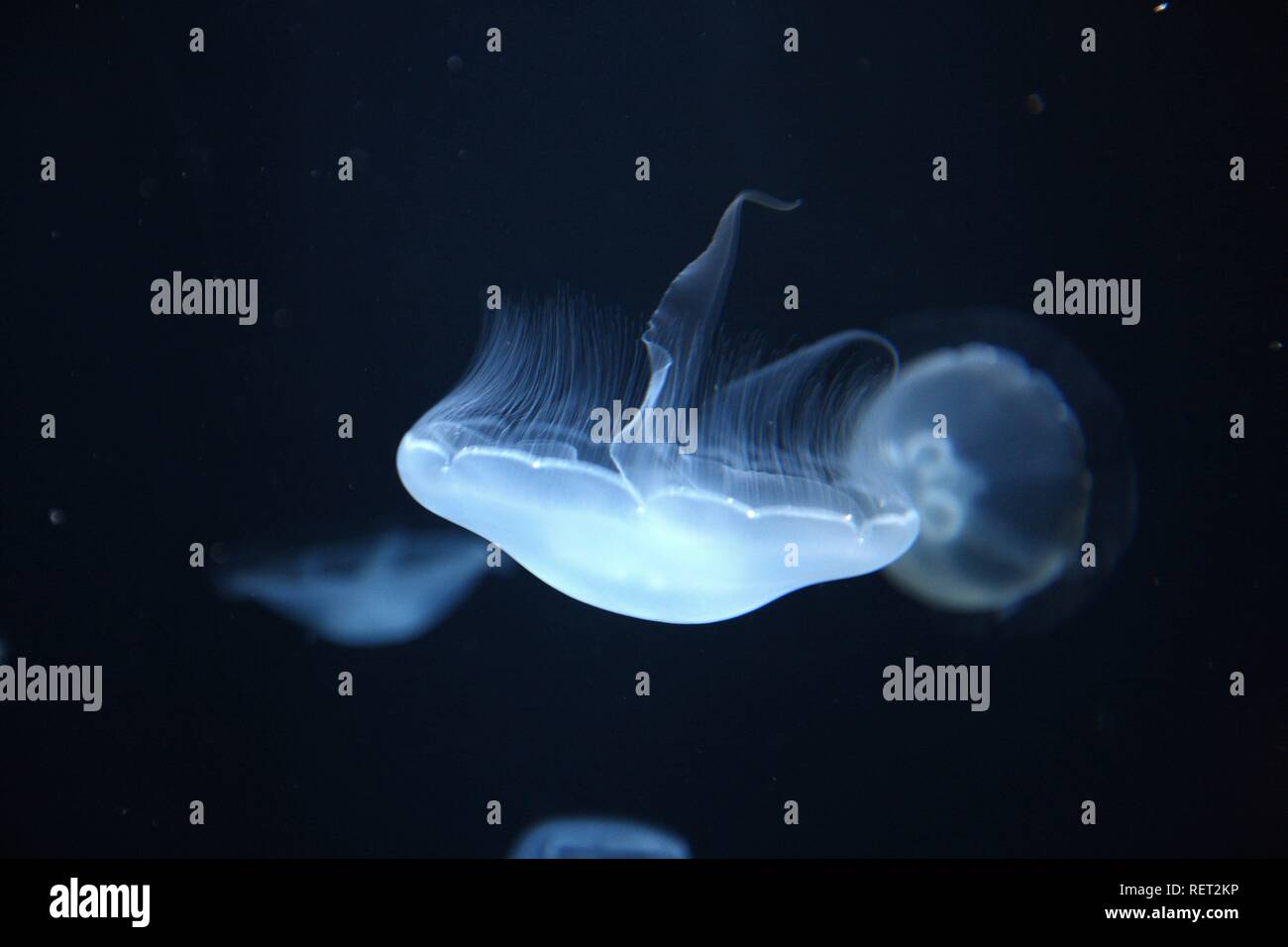 Jelly fish in The Lost Chambers, Atlantis Adventure Park, part of the ...