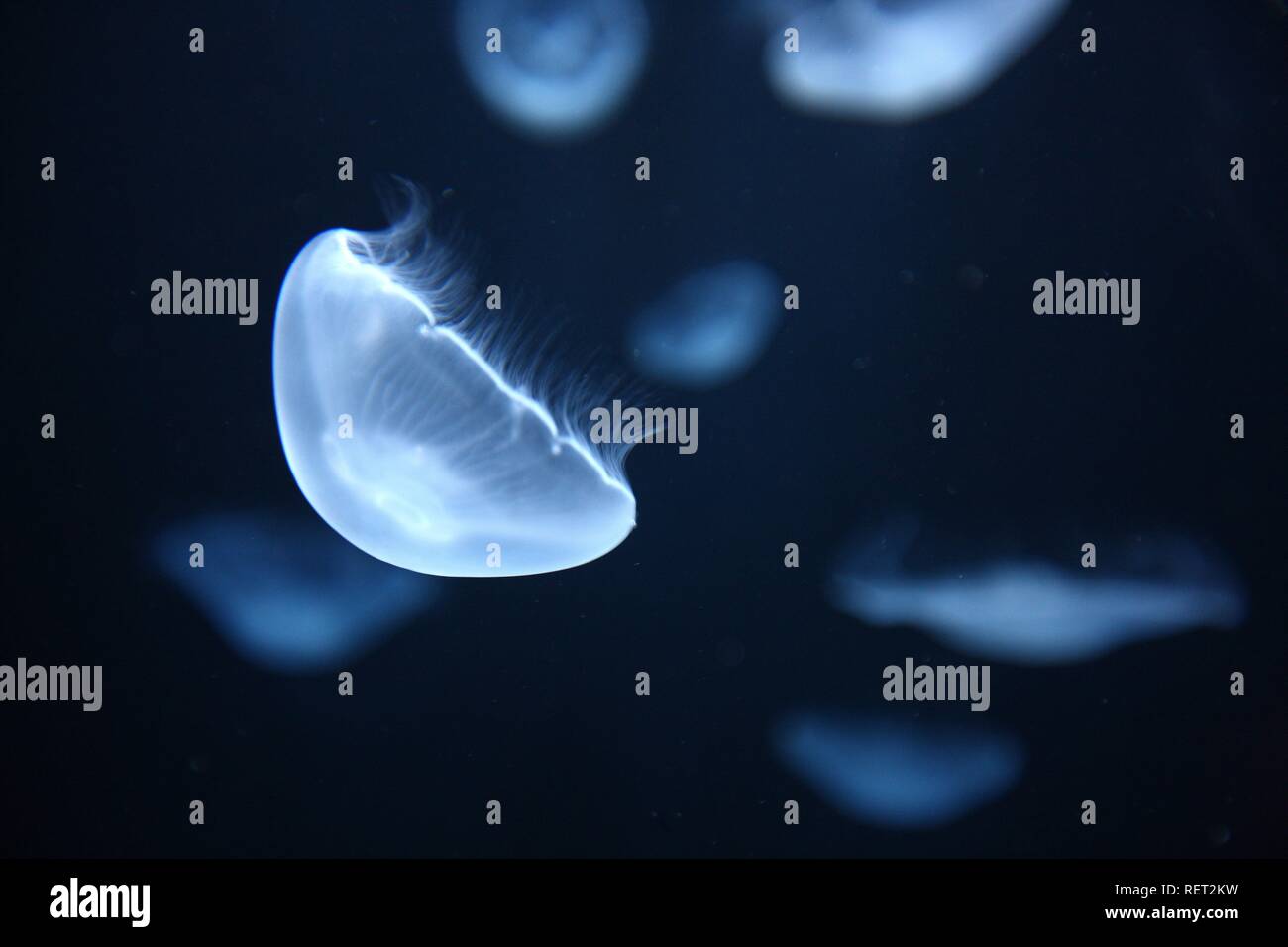 Jelly fish in The Lost Chambers, Atlantis Adventure Park, part of the ...