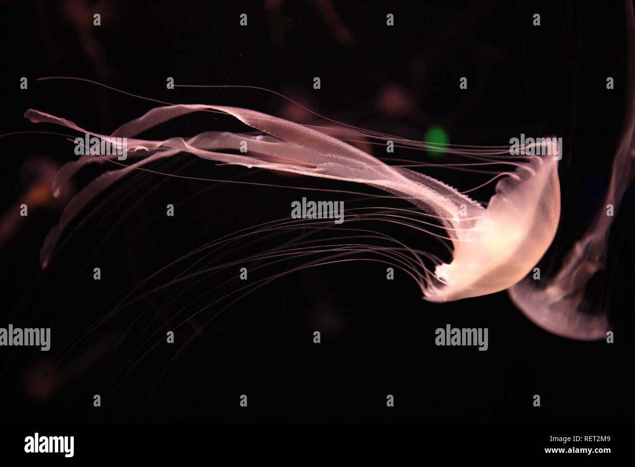 Jelly fish in The Lost Chambers, Atlantis Adventure Park, part of the ...