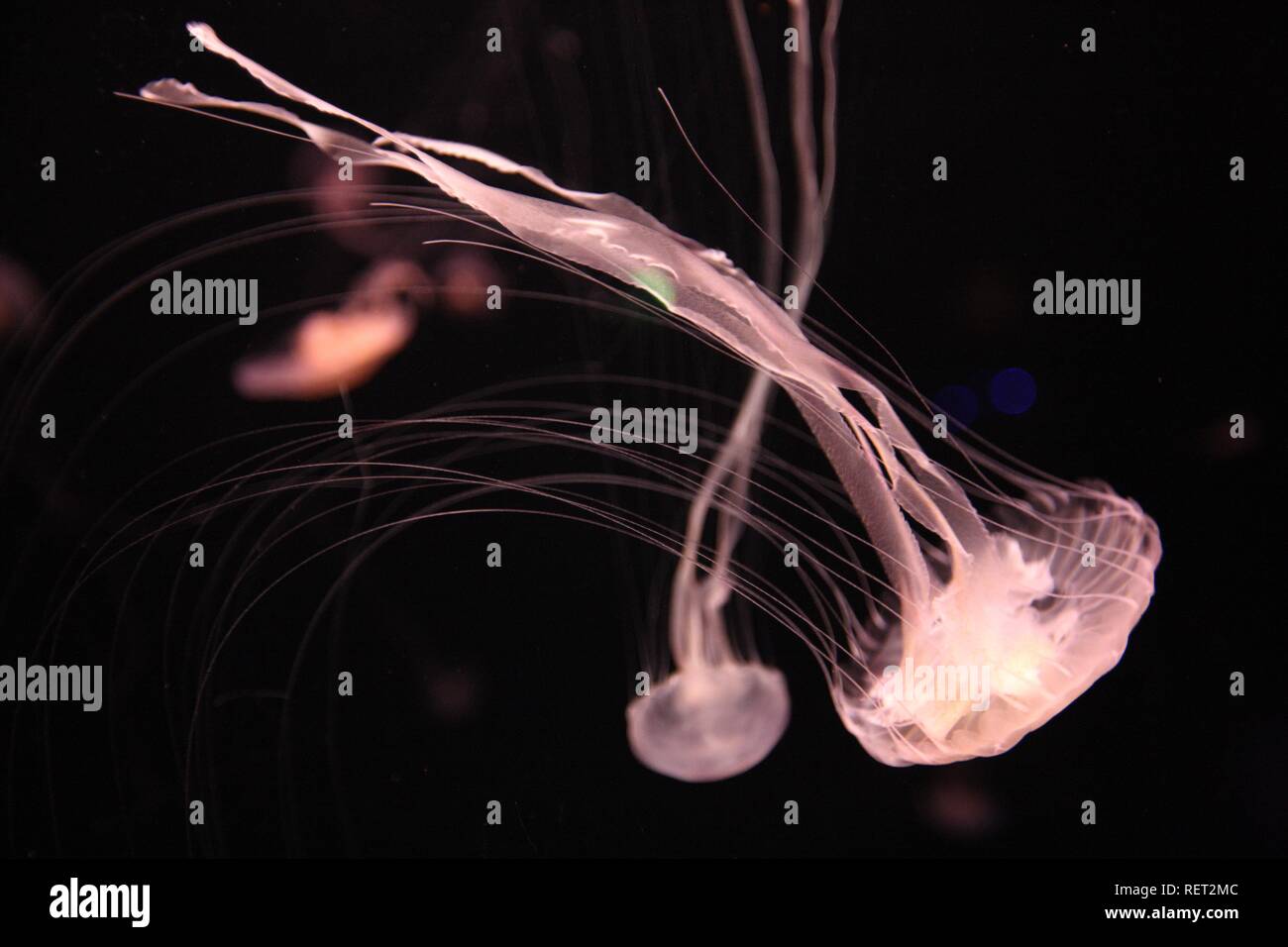 Jelly fish in The Lost Chambers, Atlantis Adventure Park, part of the ...